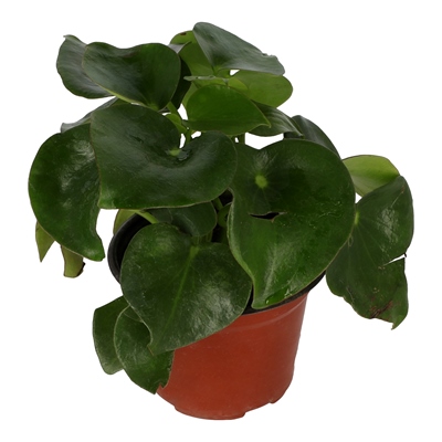 PLANTA CORAZÓN DE MARÍA 21.8 X 13 CM CON MACETA DE PLÁSTICO | The Home ...