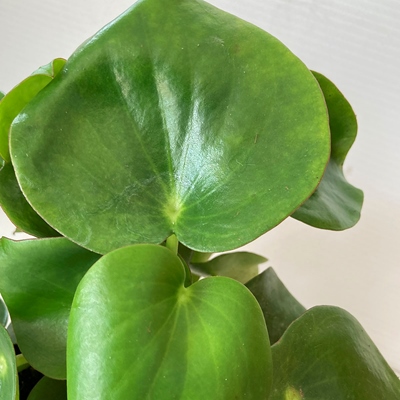 PLANTA CORAZÓN DE MARÍA 21.8 X 13 CM CON MACETA DE PLÁSTICO | The Home ...