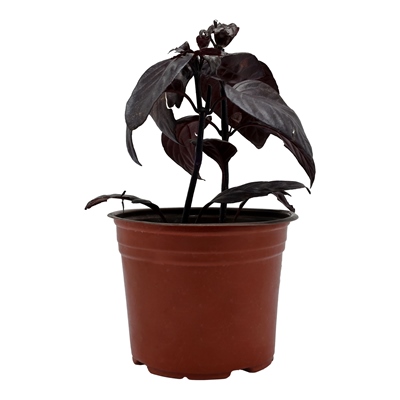PLANTA CROTO NATURAL CHOCOLATE 52 X 40 CM | The Home Depot México
