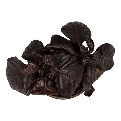 PLANTA CROTO NATURAL CHOCOLATE 52 X 40 CM | The Home Depot México