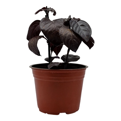 PLANTA CROTO NATURAL CHOCOLATE 52 X 40 CM | The Home Depot México