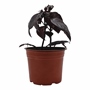 PLANTA CROTO NATURAL CHOCOLATE 52 X 40 CM | The Home Depot México