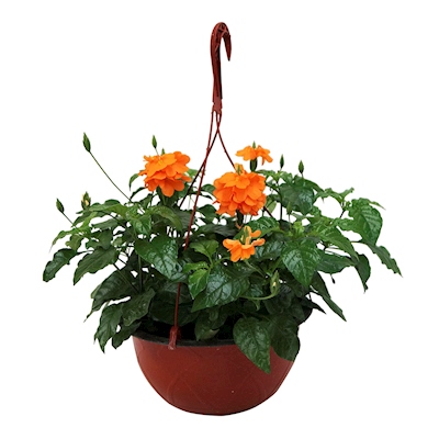 PLANTA NATURAL CROSSANDRA 28 X 38 CM CON MACETA DE PLÁSTICO | The Home ...