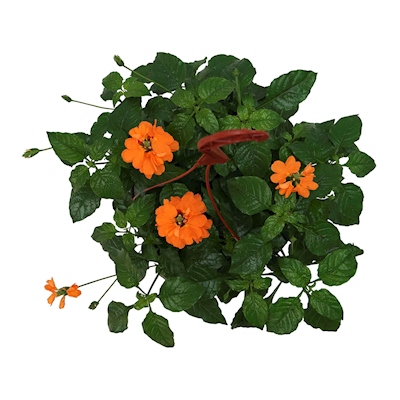 PLANTA NATURAL CROSSANDRA 28 X 38 CM CON MACETA DE PLÁSTICO | The Home ...