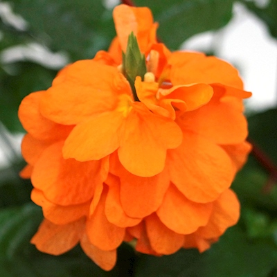PLANTA NATURAL CROSSANDRA 28 X 38 CM CON MACETA DE PLÁSTICO | The Home ...