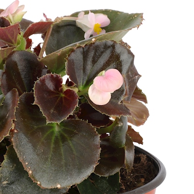 PLANTA BEGONIA HOJA CERA ROSA NATURAL VERDE 22.1 X 14.8 CM | The Home ...