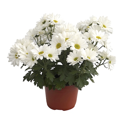 PLANTA CRISANTEMO NATURAL BLANCO 15.24 CM CON MACETA DE PLÁSTICO | The ...