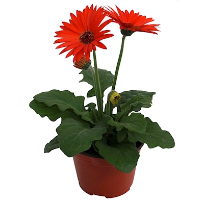 PLANTA NATURAL GERBERA 15.24 CM CON MACETA DE PLÁSTICO | The Home Depot ...