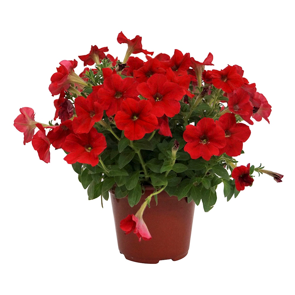 Petunia Para Florecer Petunias Naturales - Plantas De Exterior Con ...