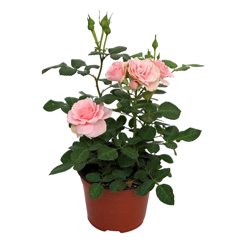 PLANTA ROSAL NATURAL FOREVER ROSA 15.24 CM CON MACETA DE PLÁSTICO | The ...