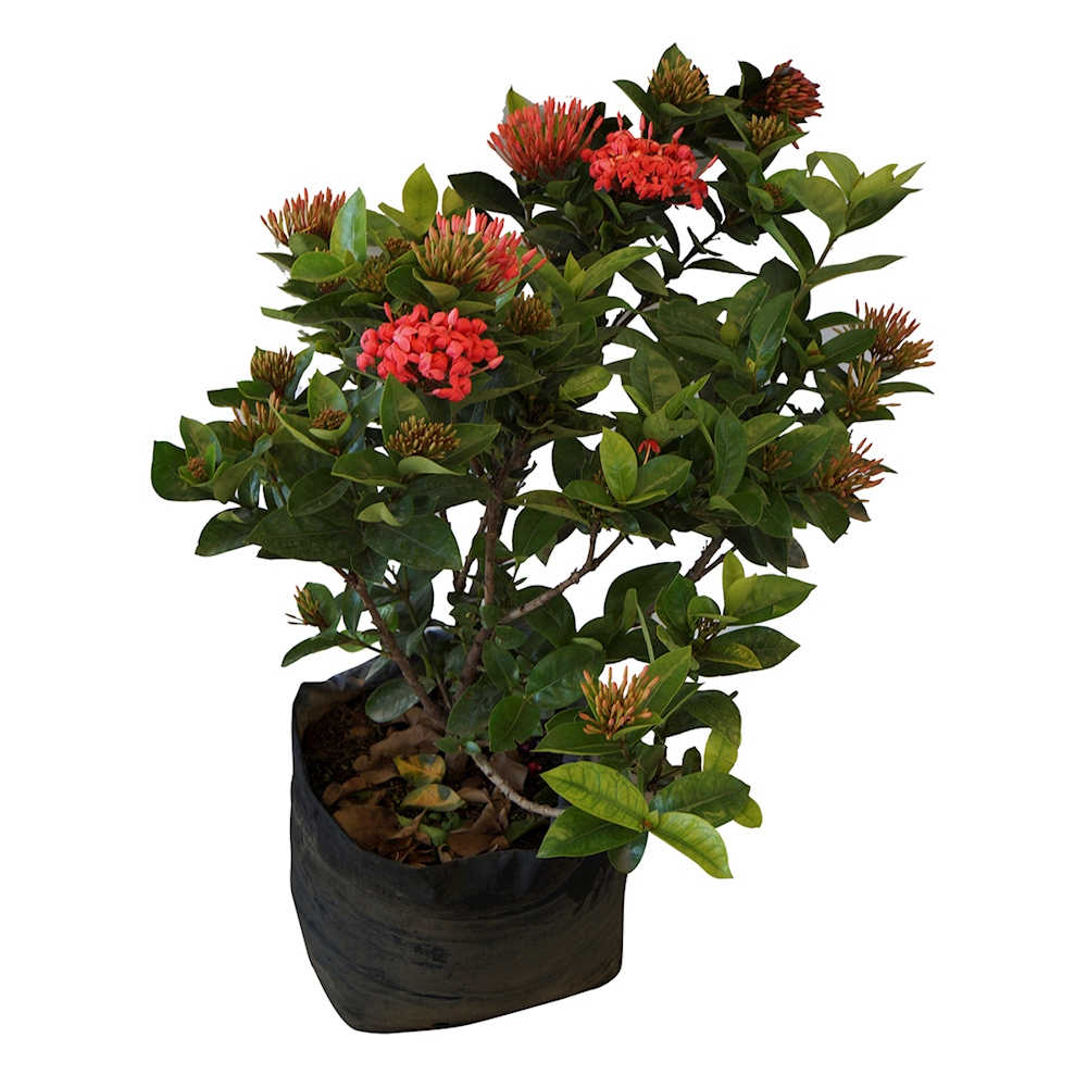 PLANTA IXORA REINA NATURAL VERDE 130 X 50 CM | The Home Depot México