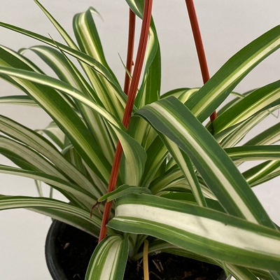 CLOROPHYTO 5 PG. COLGANTE | The Home Depot México