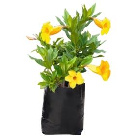 PLANTA LISTÓN NATURAL MULTICOLOR 5 PULGADAS | The Home Depot México