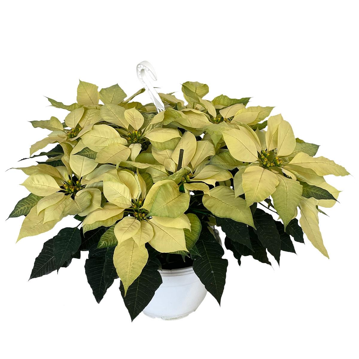 NOCHEBUENA BLANCA 10 PG. COLGANTE | The Home Depot México - Ventas a profesionales