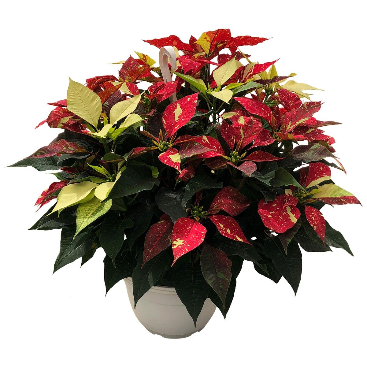 NOCHEBUENA RED GLITTER COLGANTE 10 | The Home Depot México - Ventas a ...