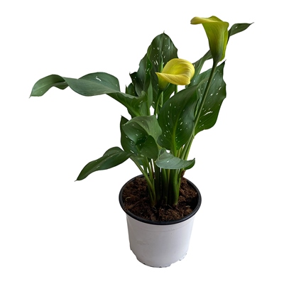 PLANTA ALCATRAZ NATURAL VARIOS COLORES 26 X 16.5 CM | The Home Depot ...