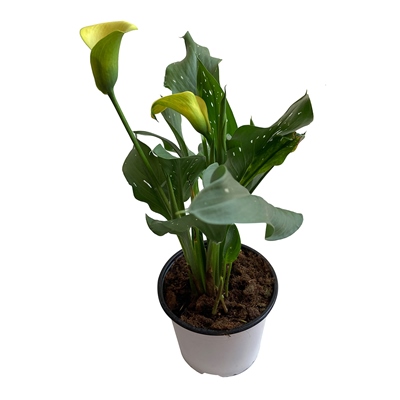 PLANTA ALCATRAZ NATURAL VARIOS COLORES 26 X 16.5 CM | The Home Depot ...