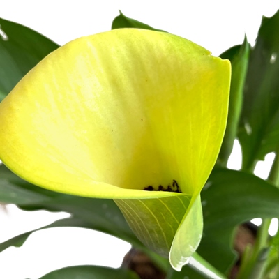PLANTA ALCATRAZ NATURAL VARIOS COLORES 26 X 16.5 CM | The Home Depot ...