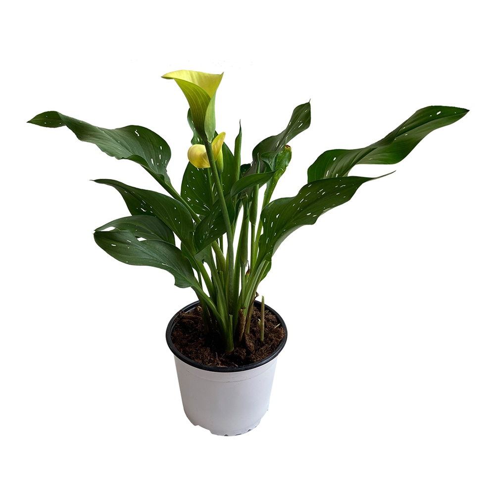 PLANTA ALCATRAZ NATURAL VARIOS COLORES 26 X 16.5 CM | The Home Depot ...