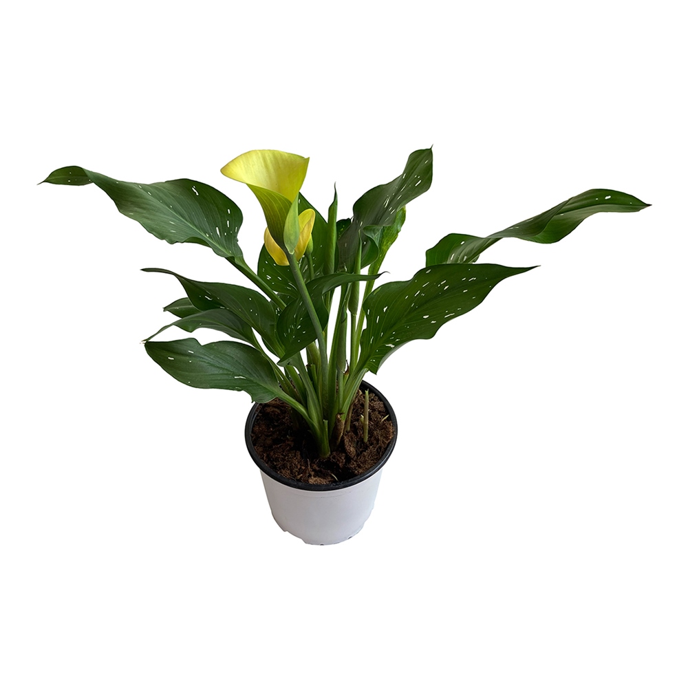 PLANTA ALCATRAZ NATURAL VARIOS COLORES 26 X 16.5 CM | The Home Depot ...