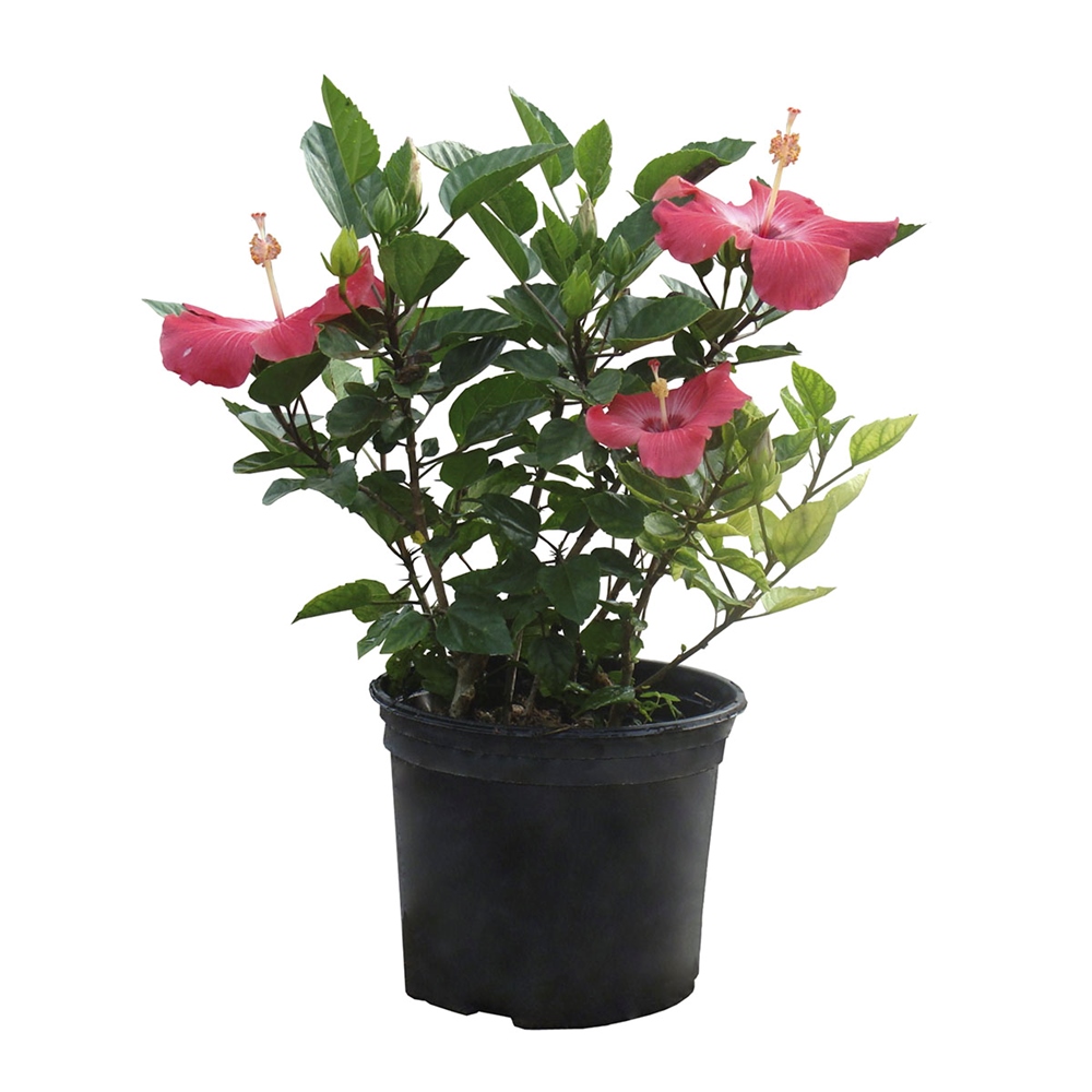 PLANTA NATURAL OBELISCO 10 PULGADAS CON MACETA DE PLÁSTICO | The Home ...