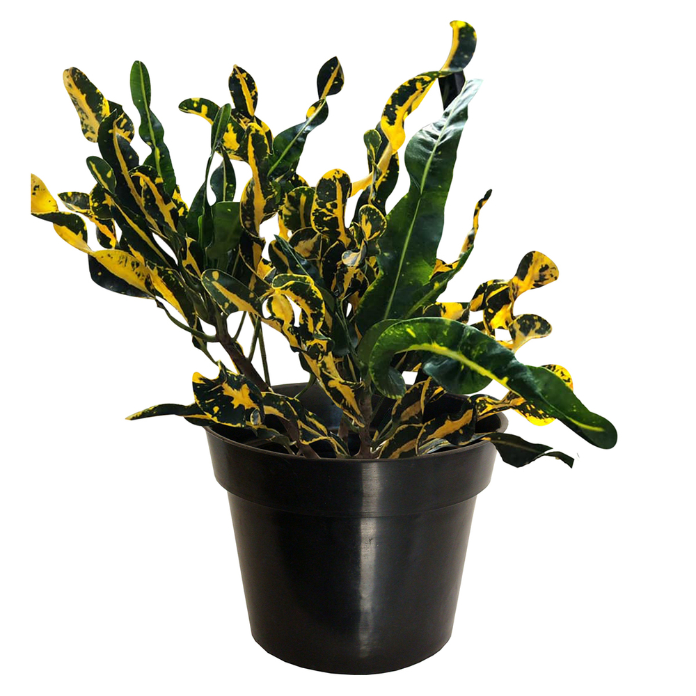 PLANTA CROTOS MAMEY TIRABUZÓN NATURAL MULTICOLOR 31 X 24 X 27 CM | The ...