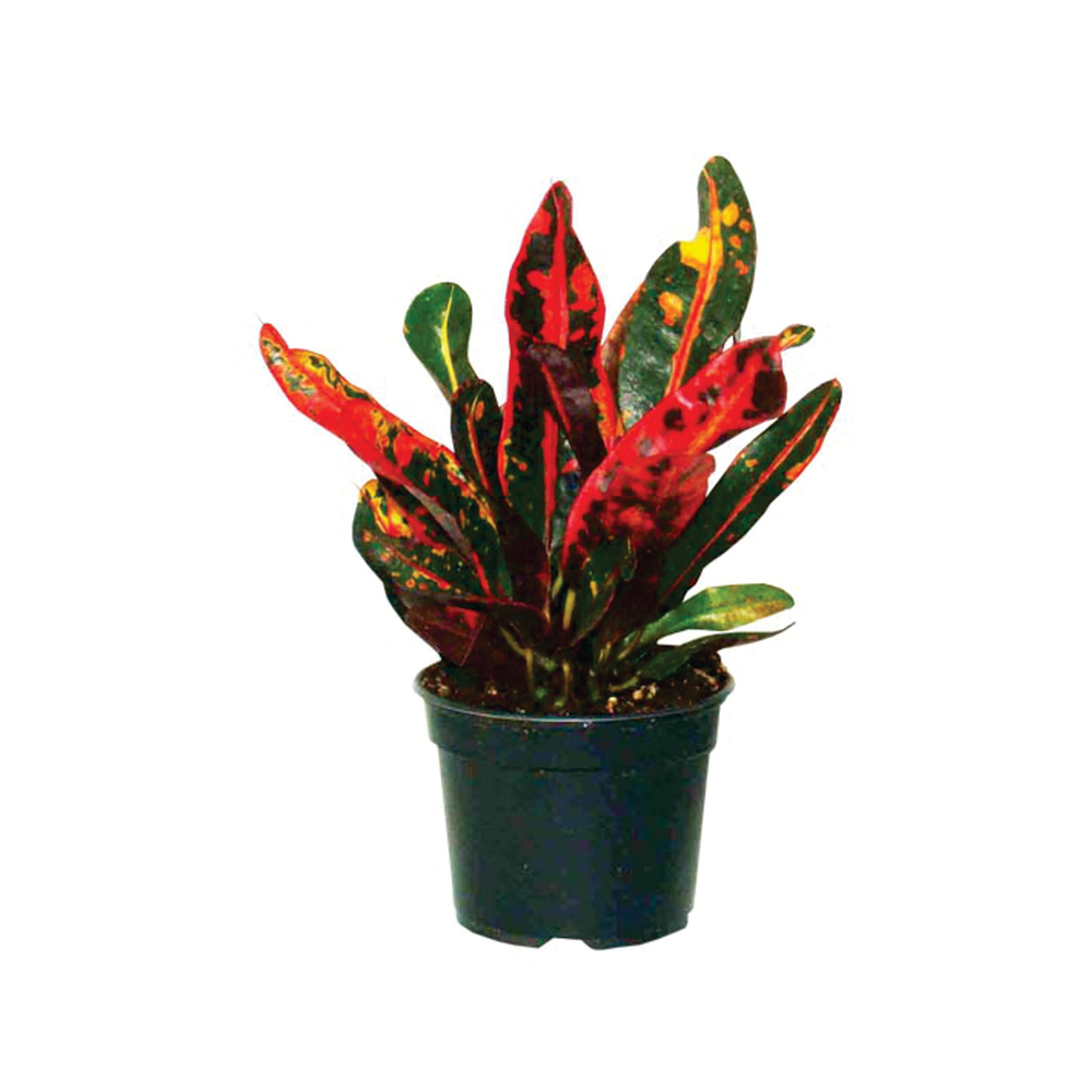 PLANTA CROTOS MAMEY TIRABUZÓN NATURAL MULTICOLOR 31 X 24 X 27 CM | The ...