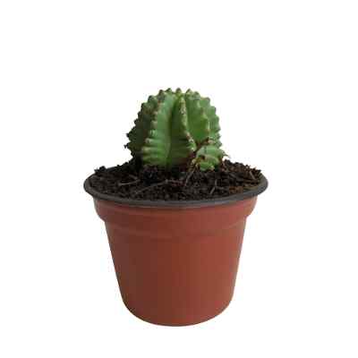 PLANTA CACTUS 3 PG | The Home Depot México