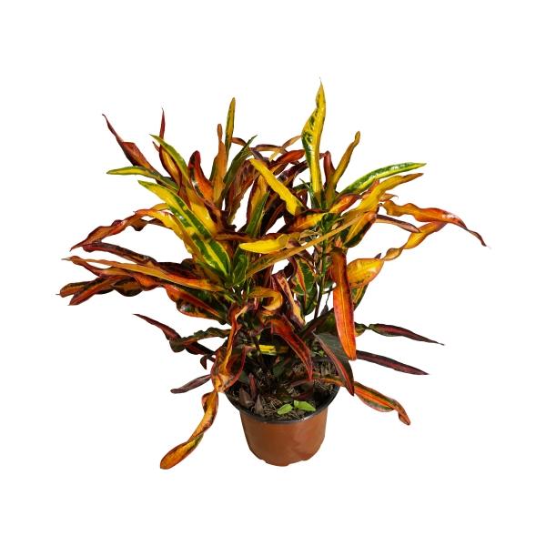 PLANTA CROTO JUMPER | The Home Depot México - Ventas a profesionales