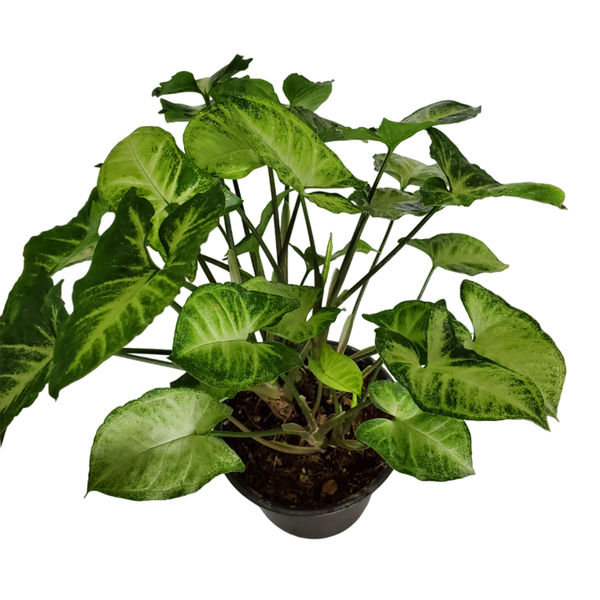PLANTA SINGONIO 5\" | The Home Depot México