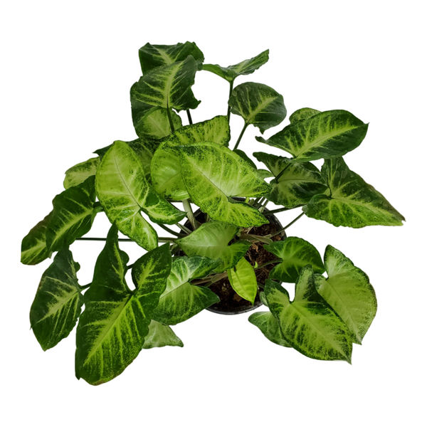 PLANTA SINGONIO 5\" | The Home Depot México