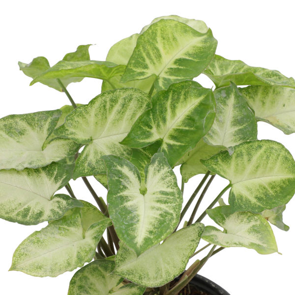 PLANTA SINGONIO 5\" | The Home Depot México