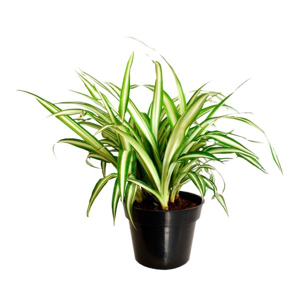 PLANTA LISTÓN NATURAL MULTICOLOR 5 PULGADAS | The Home Depot México