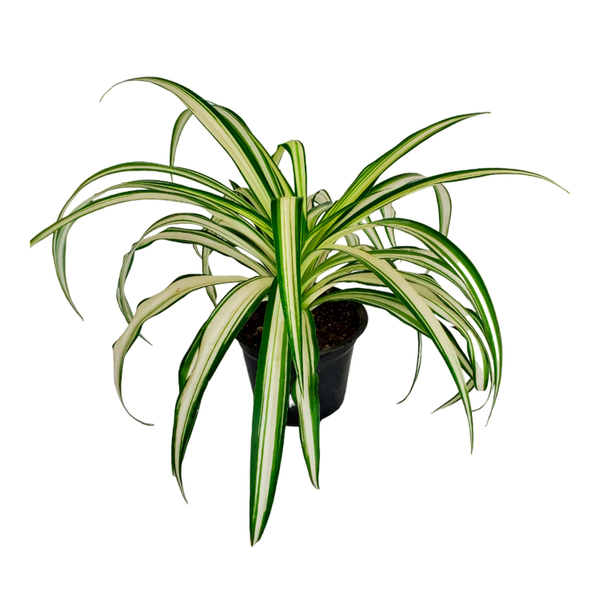 PLANTA LISTÓN NATURAL MULTICOLOR 5 PULGADAS | The Home Depot México