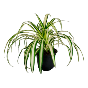 PLANTA LISTÓN NATURAL MULTICOLOR 5 PULGADAS | The Home Depot México