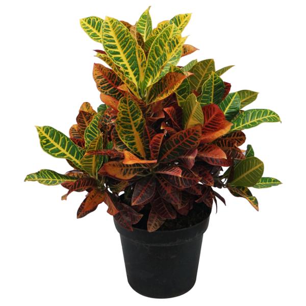 PLANTA CROTO VARIOS MACETON 11 PG | The Home Depot México