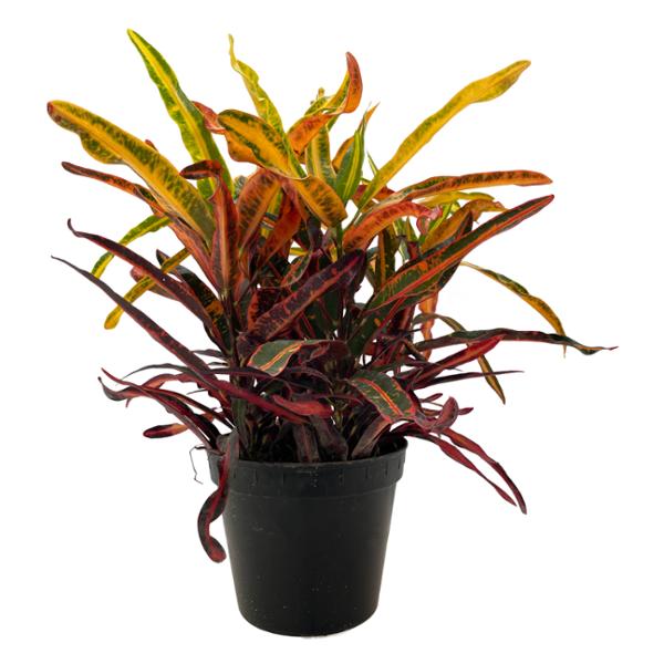 PLANTA CROTO VARIOS MACETON 11 PG | The Home Depot México