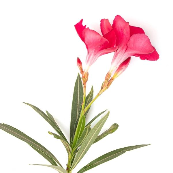 Planta Rosa Laurel B35 L | The Home Depot México