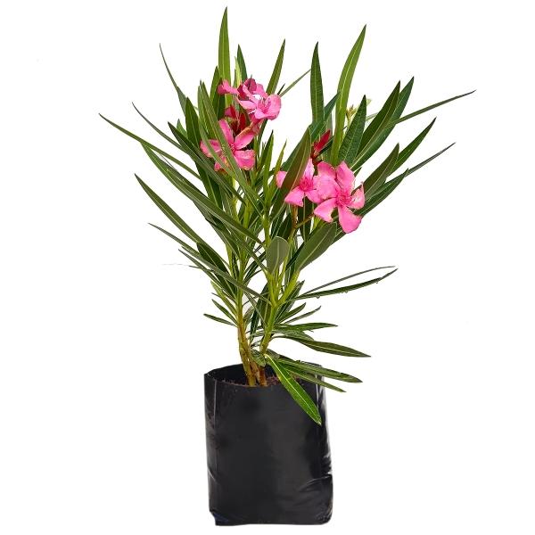 Planta Rosa Laurel B35 L | The Home Depot México