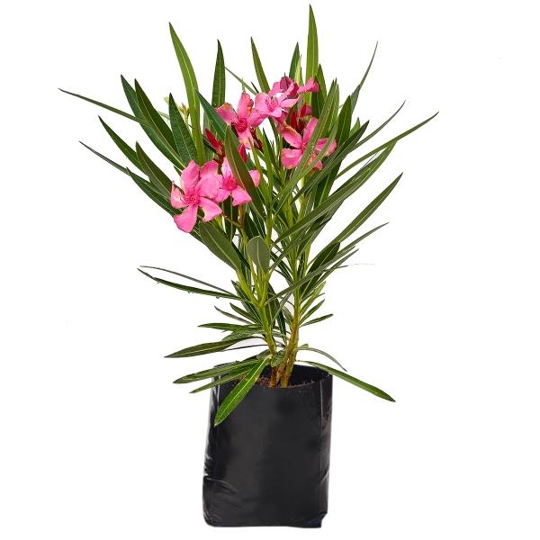 Planta Rosa Laurel B35 L | The Home Depot México