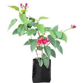 PLANTA LISTÓN NATURAL MULTICOLOR 5 PULGADAS | The Home Depot México