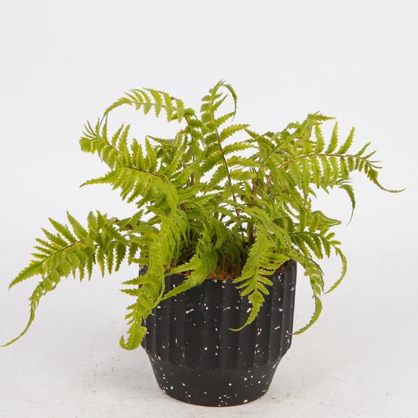 HELECHO ARTIFICIAL BOBBY - VERDE Y NEGRO | The Home Depot México