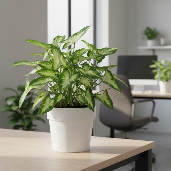 Syngonio 6\" | The Home Depot México