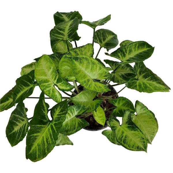 Syngonio 6\" | The Home Depot México