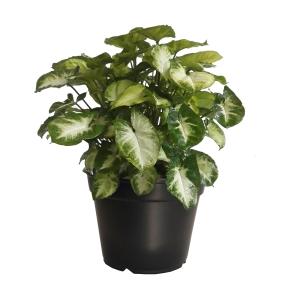 PLANTA LISTÓN NATURAL MULTICOLOR 5 PULGADAS | The Home Depot México