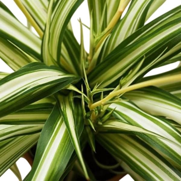 Planta Liston 6\" | The Home Depot México