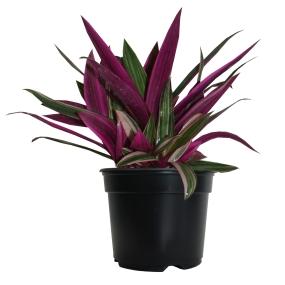 PLANTA LISTÓN NATURAL MULTICOLOR 5 PULGADAS | The Home Depot México