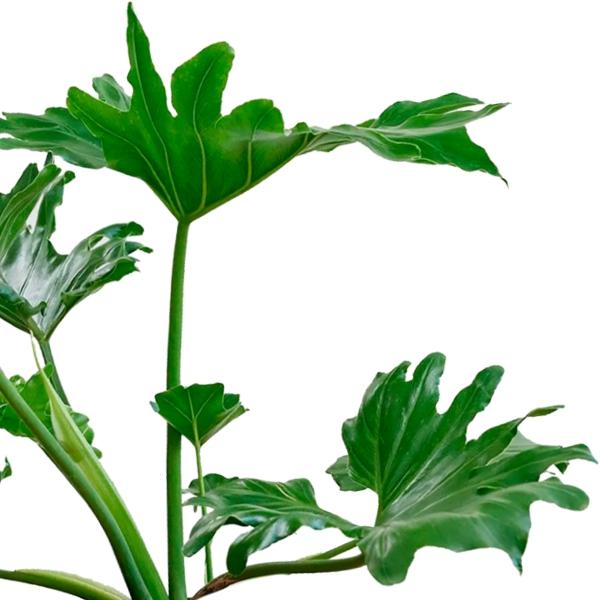 PLANTA GARRA DE LEON 8 PG | The Home Depot México