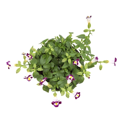 PLANTA TORENIA NATURAL 6 PULGADAS VARIOS COLORES | The Home Depot México